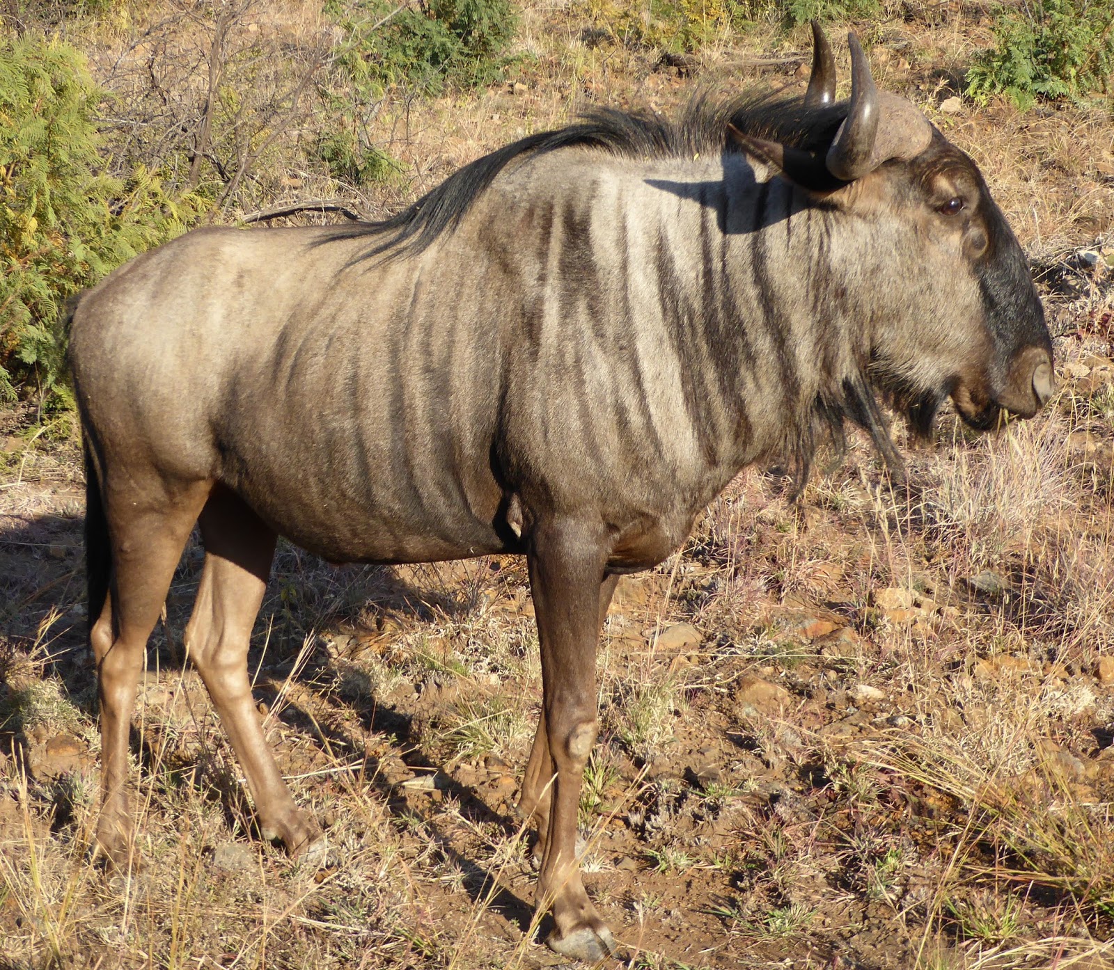 Yap Island and Dr. Rosemary: Wildebeest - spare parts