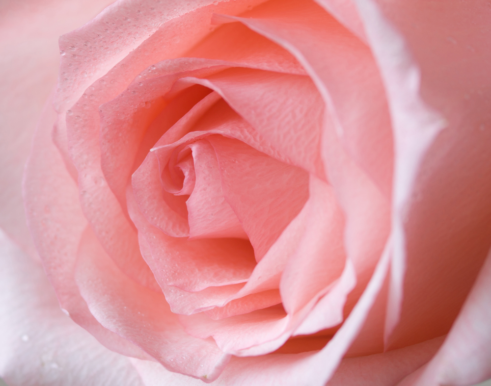 Quelle signification donner aux couleurs des roses et aux autres fleurs ...