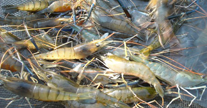 Klasifikasi Udang | Klasifikasi dan Taksonomi Mahkluk Hidup