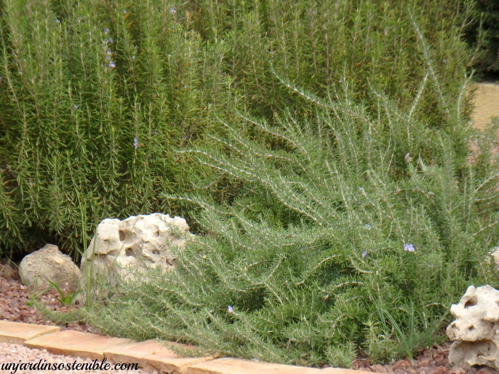 Rosmarinus Officinalis y Prostratus (Romero y Romero rastrero)