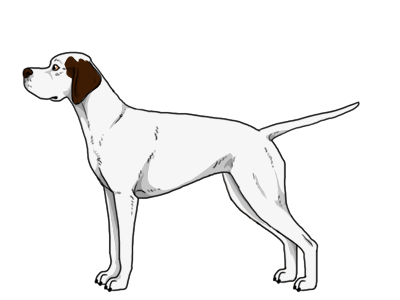 Furry-Paws Dog Breed Colors : Pointer Colors