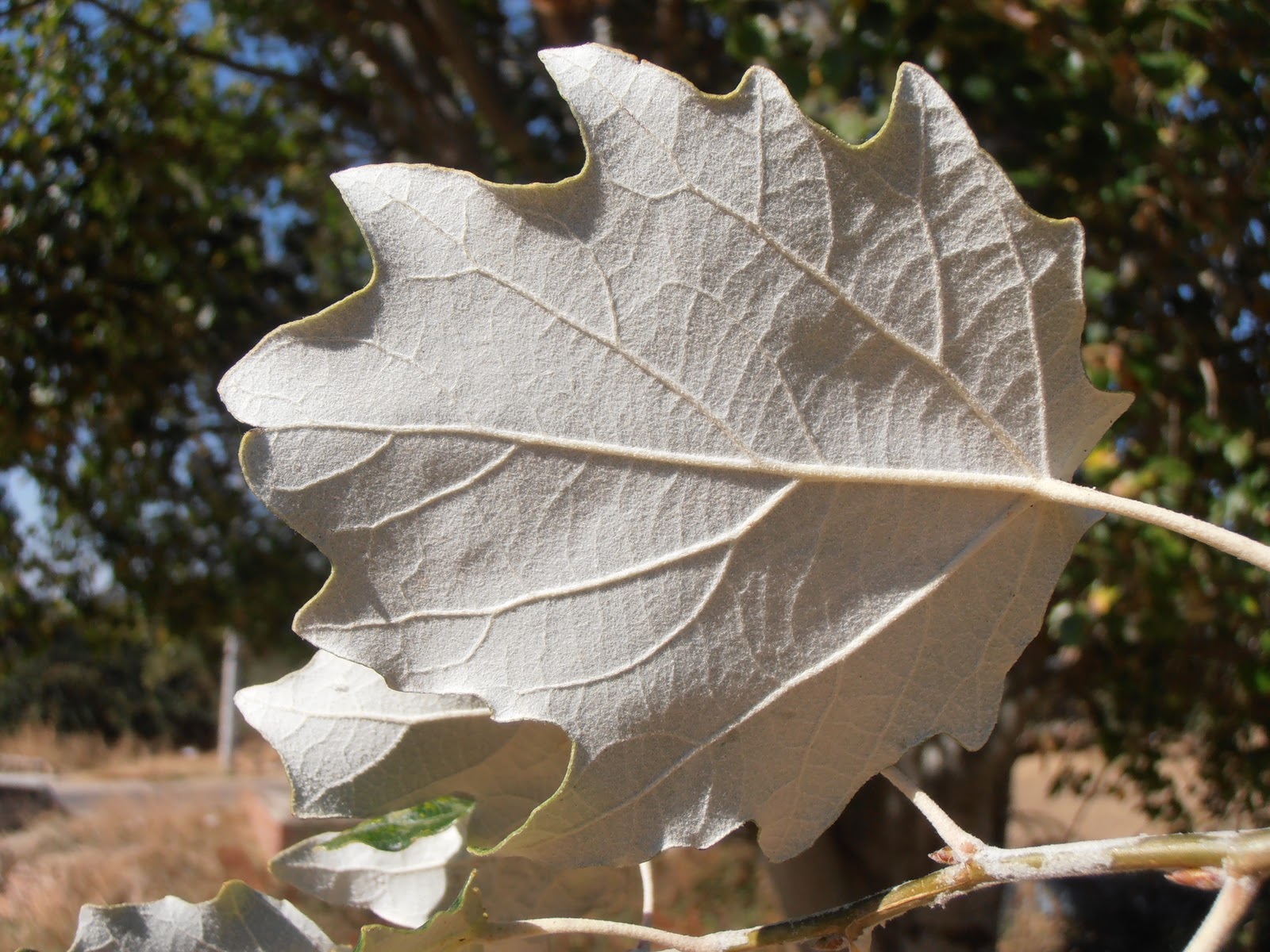 Entre plantas y bichos: Populus alba (Alamo blanco, chopo blanco)