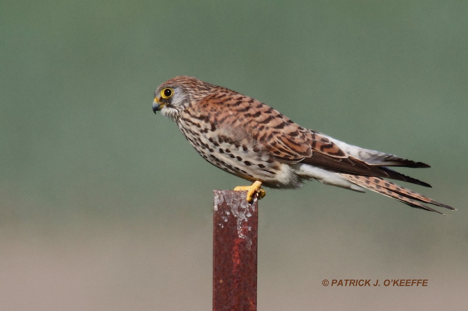 Raw Birds: EURASIAN KESTREL or COMMON KESTREL Falco tinnunculus female ...