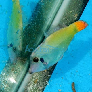 Marine Fish (AquaFishViet.com): Red Tail Filefish