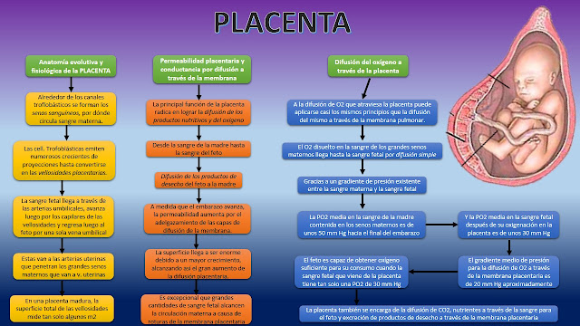 Fisiología Básica: Placenta