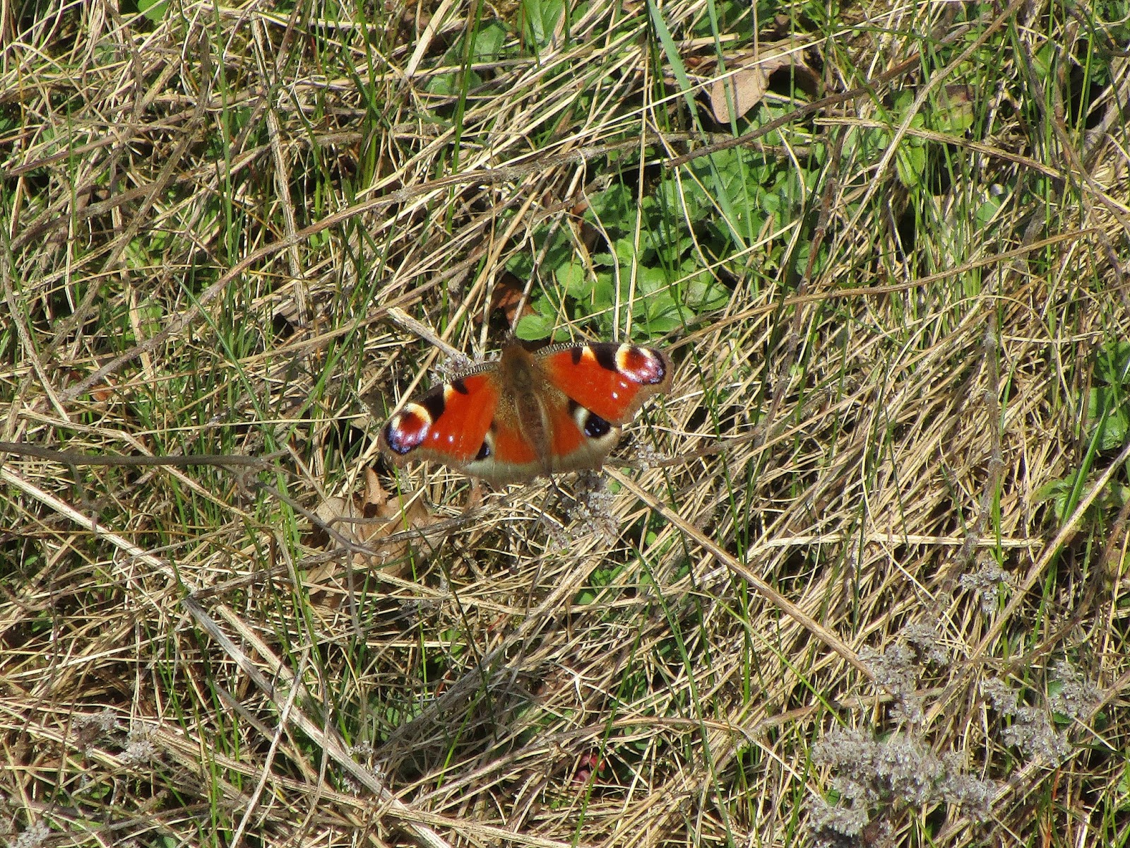 joachimartist: butterfly hunt