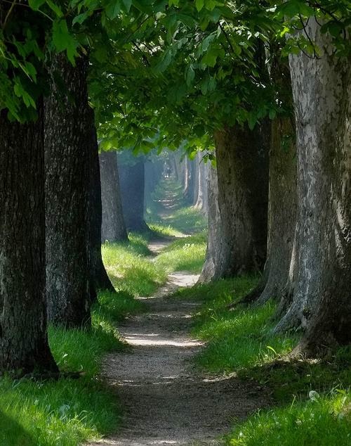 The Magic of Tree Groves