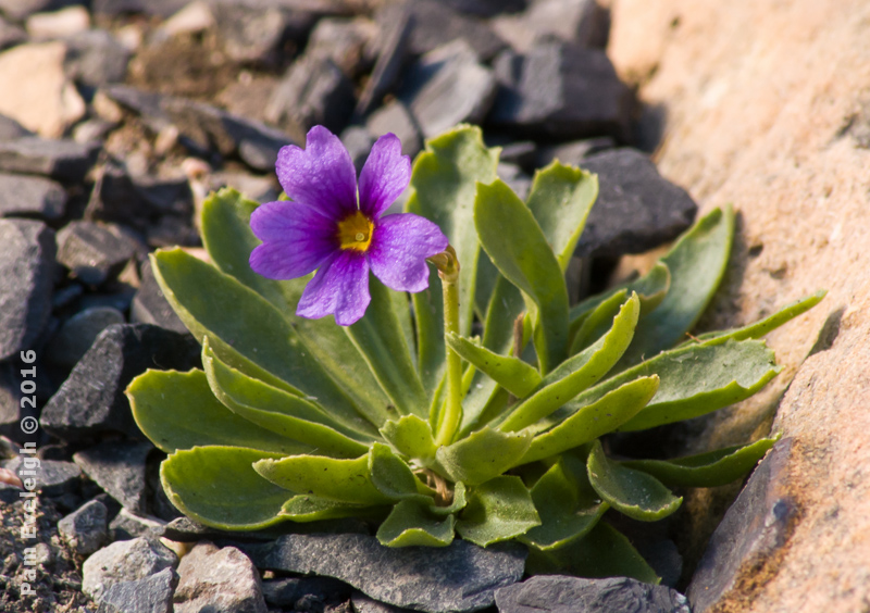 Primula cusickiana var. maguirei in Utah ~ Primula World