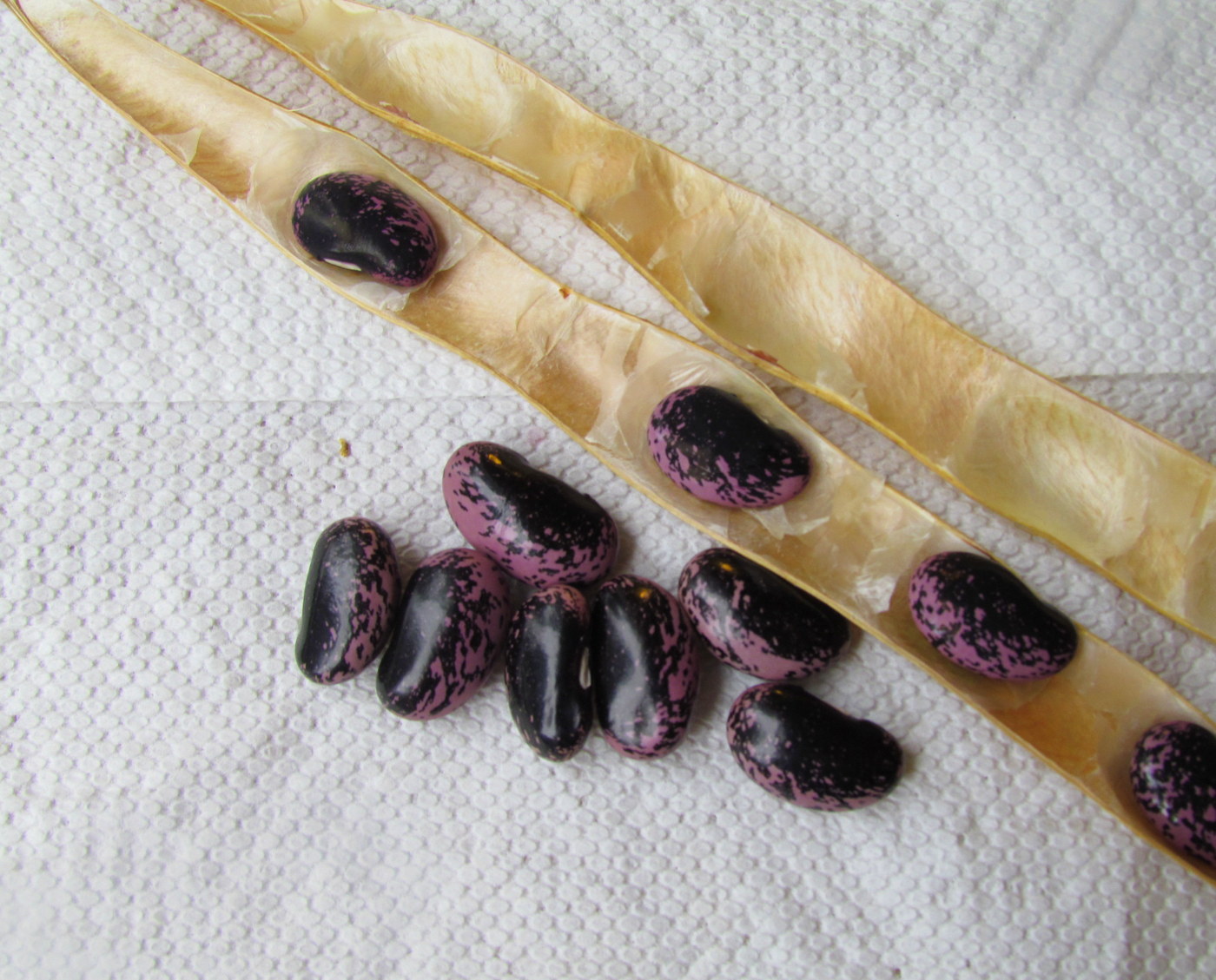 Learn To Grow: Seedlings Update & Pretty Kidney Beans!