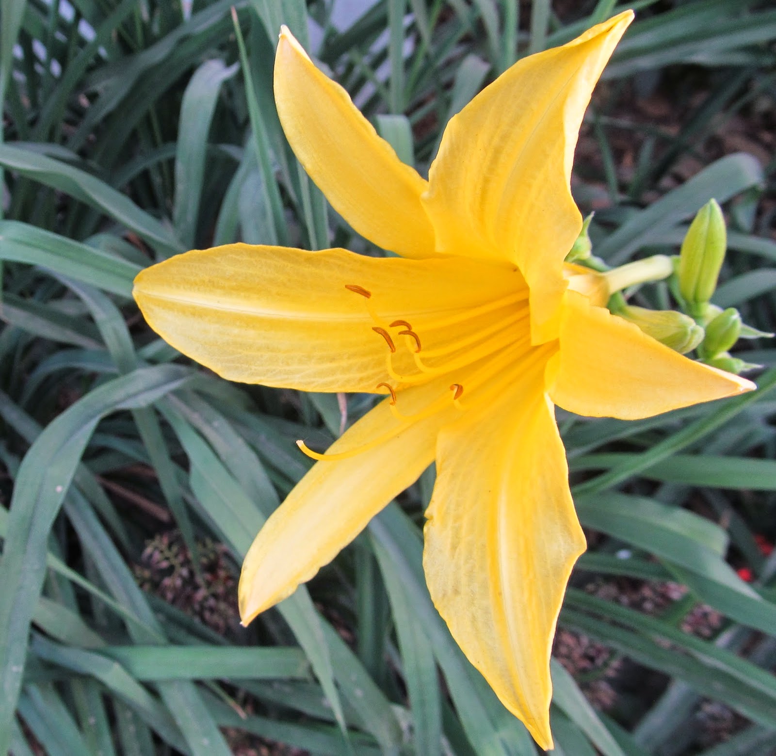 NATURAL & UNIQUE PHOTOGRAPHY: LEMON DAYLILY OR YELLOW DAYLILY