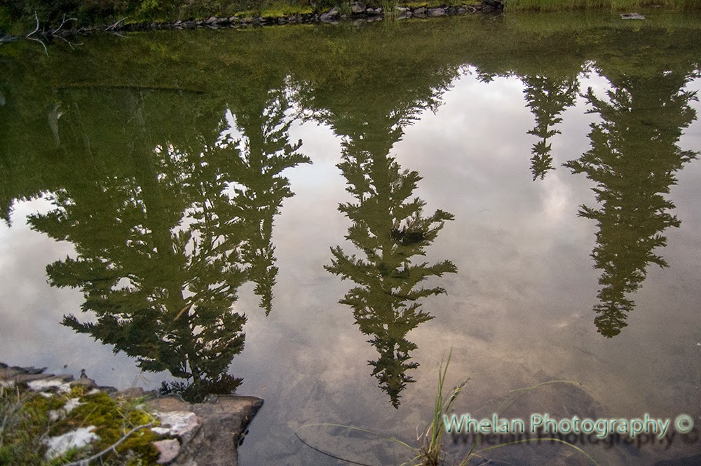 Walks with Moss: Wonder Mountain Wilderness and the Wonder Ponds