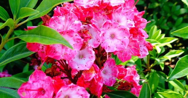 Kalmia szerokolistna!