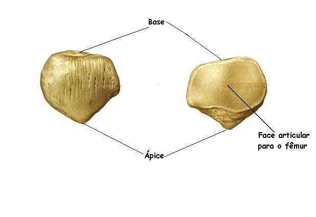 Anatomia Humana: Sistema esquelético MMII - Parte livre