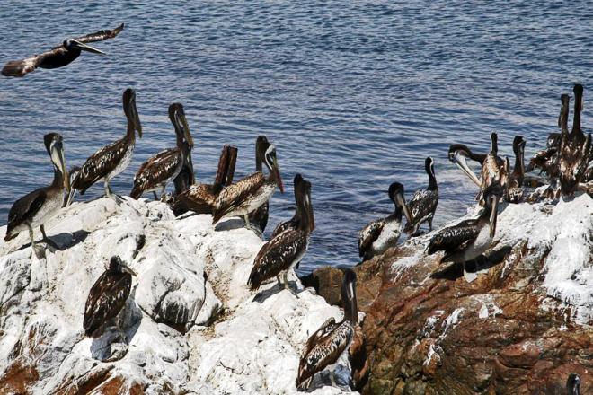 Borjaexplore: Información del Guano