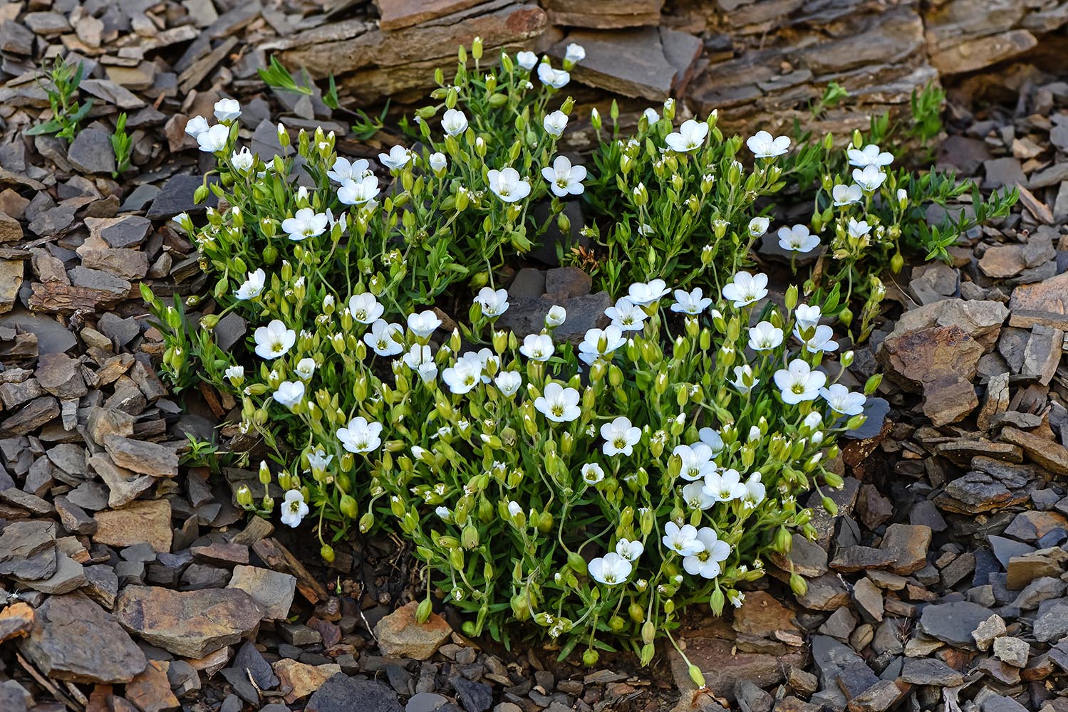Flores y Paisajes de Asturias : Arenaria montana