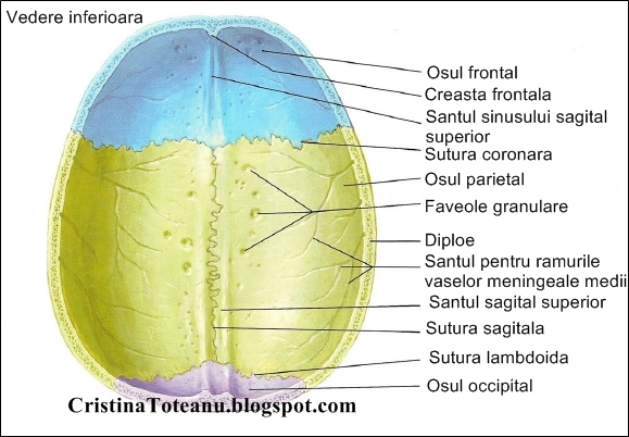 Dr. Cristina Toteanu: ANATOMIA CORPULUI UMAN -IMAGINI - CORPUL UMAN