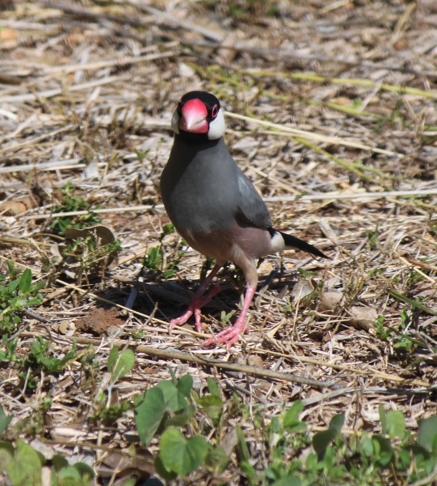 Aloha Norden: Java Sparrow