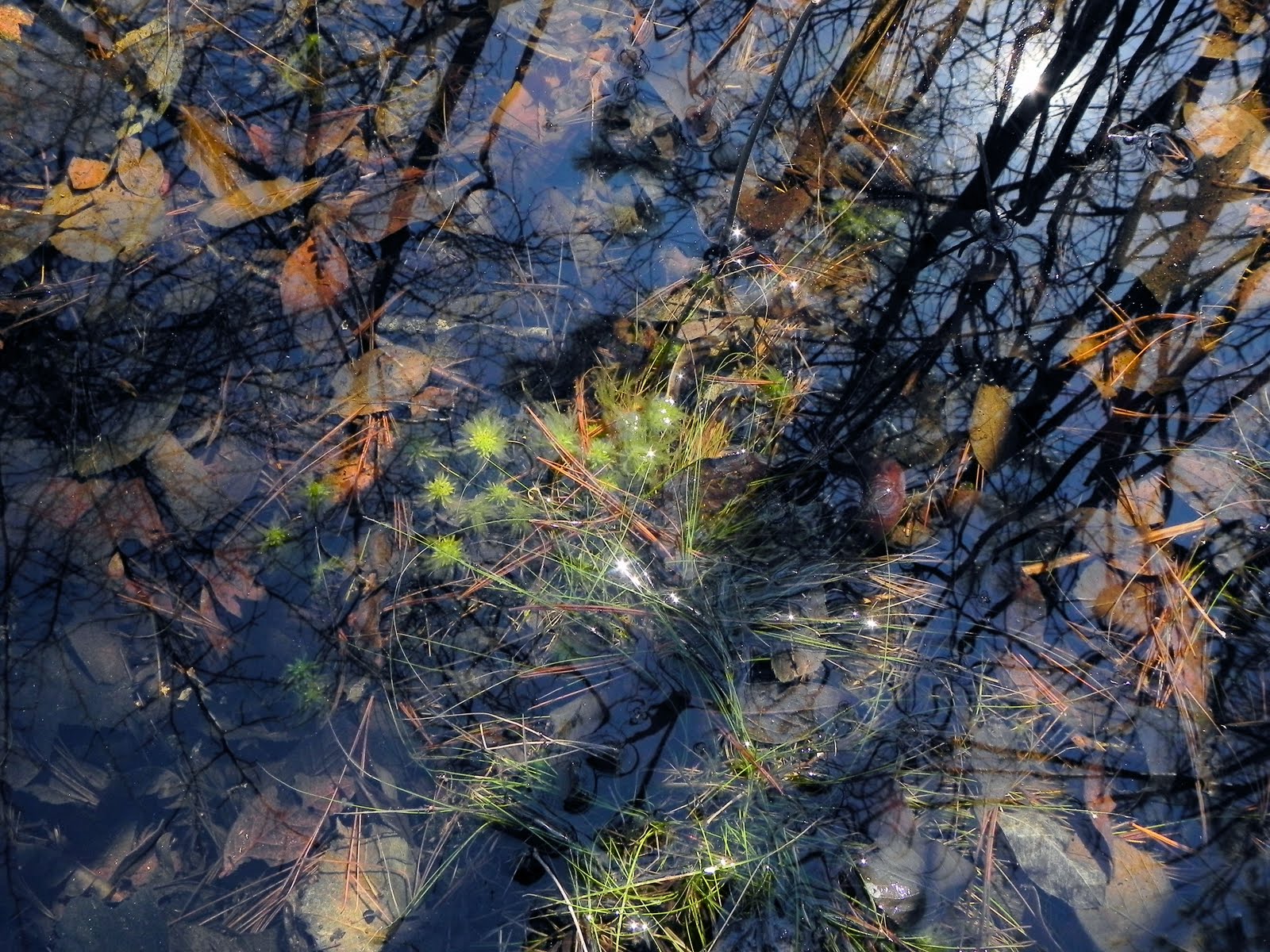 Life and the pursuit of happiness.: Bog, Ponds and Streams