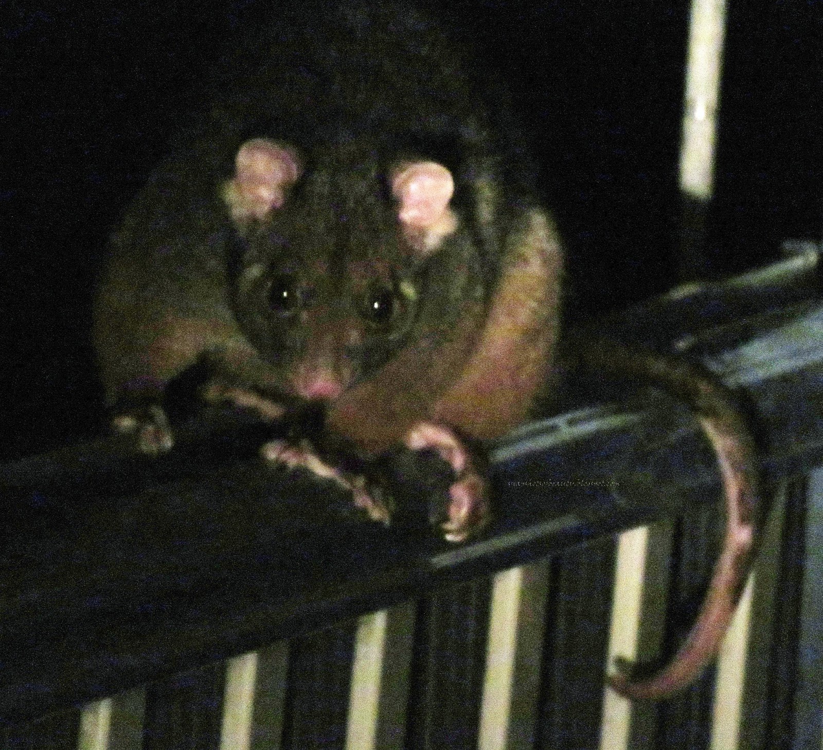 Snapshots of Beauty: ONWARDS AND UPWARDS...