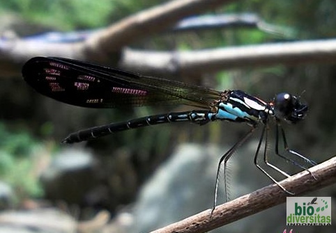 Capung Sebagai Bioindikator perairan | Biodiversitas Indonesia