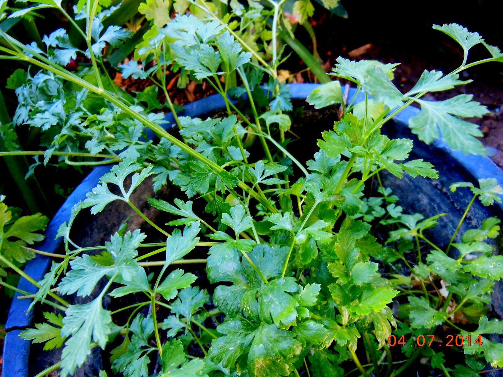 naturconsejos: PEREJIL (Petroselinum crispum)