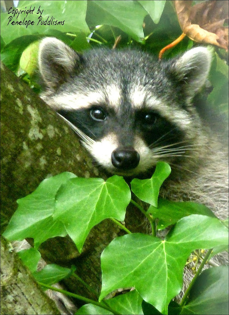 Postcards From Penelope Puddle: Raccoon Snuggles In Tree Branches