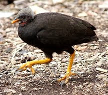 MEGAPODE ISLAND : Megapode Island Home Stay