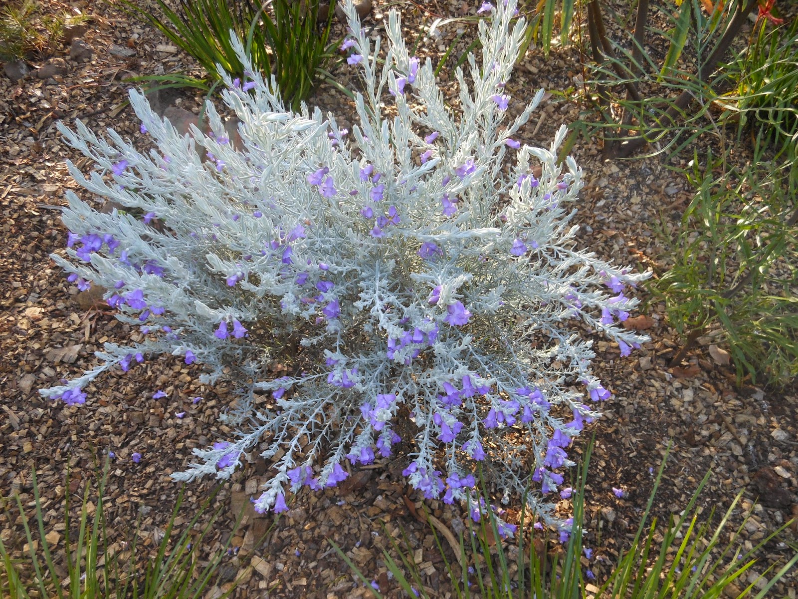 Leon's Garden Photos: Eremophila nivea