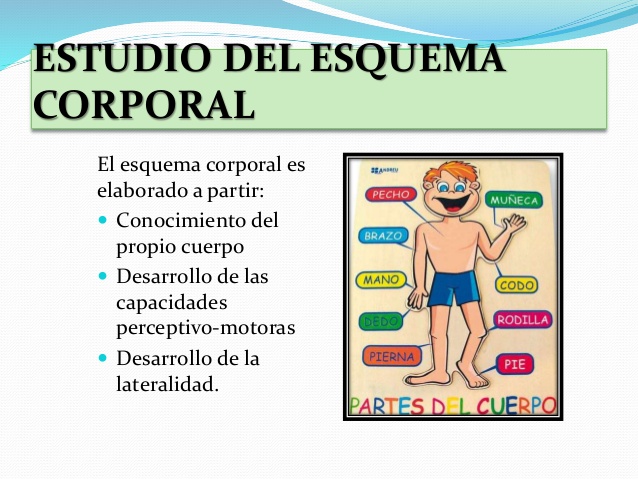 DESARROLLO INFANTIL ll: El esquema y la imagen corporal