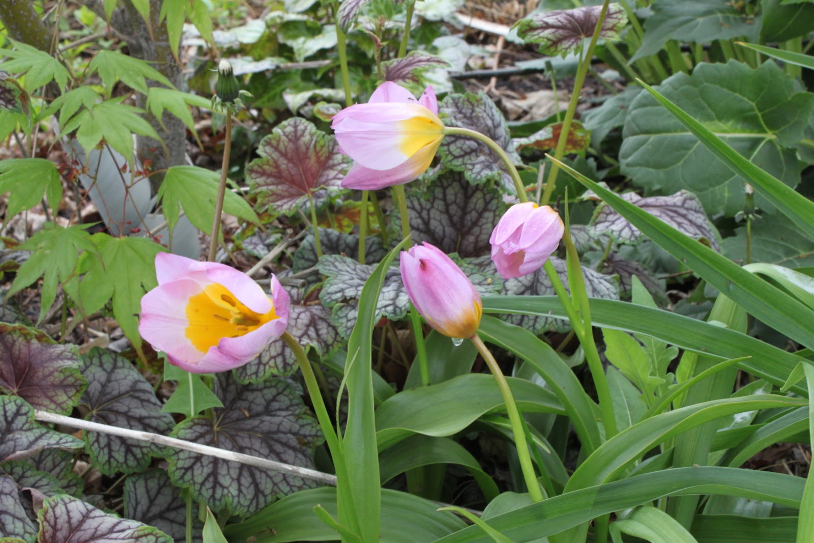 Confessions Of A Plant Geek: Spring Bulbs