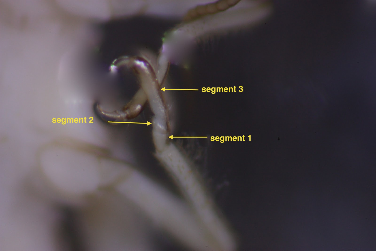 Aquatic Insects of Central Virginia: February 2011