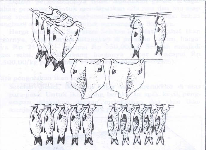 M-Fishery: TEKNIK PENGASAPAN IKAN