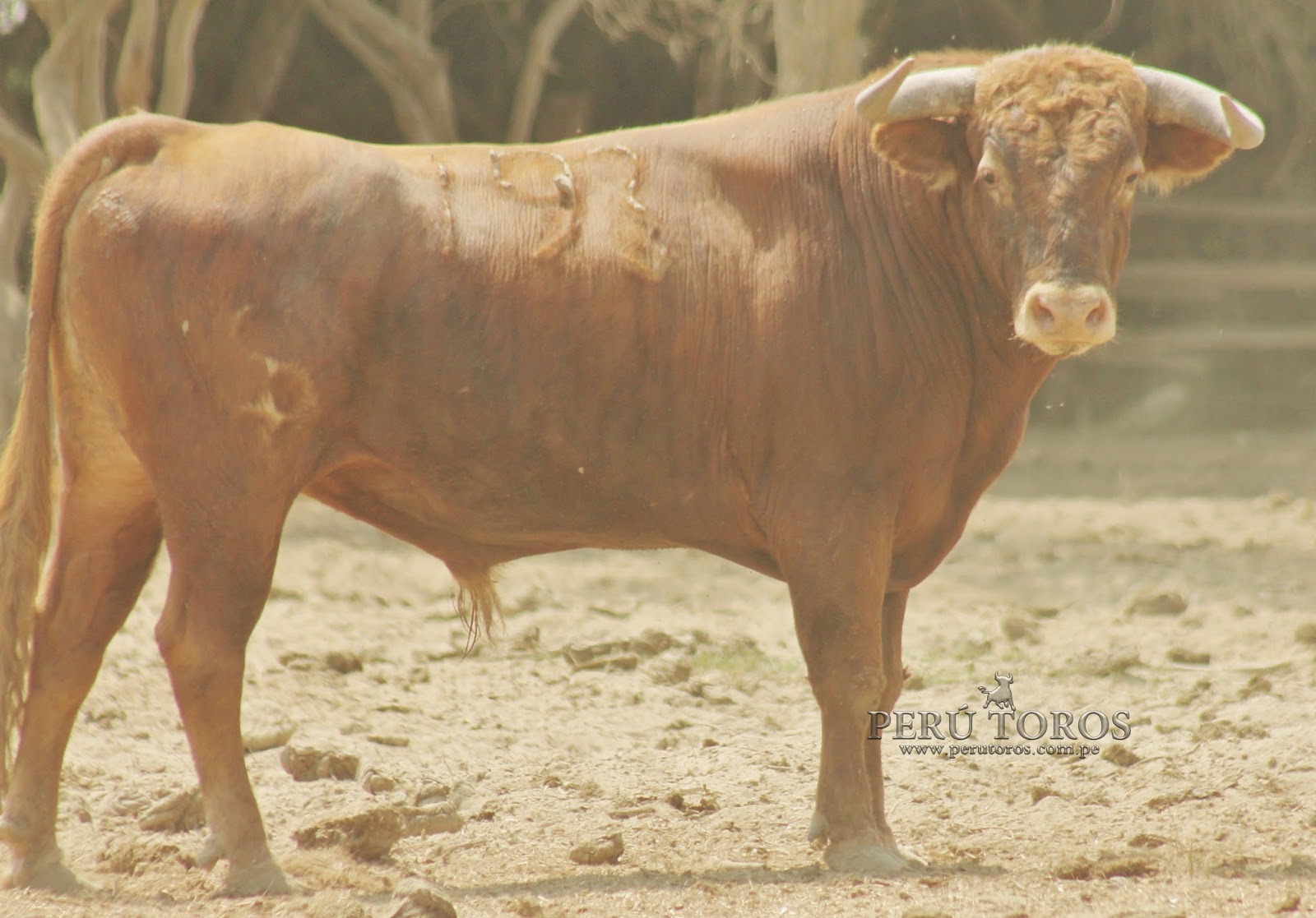 PERÚ TOROS: LOS TOROS DE SAN PEDRO PARA LA TOROKUNA