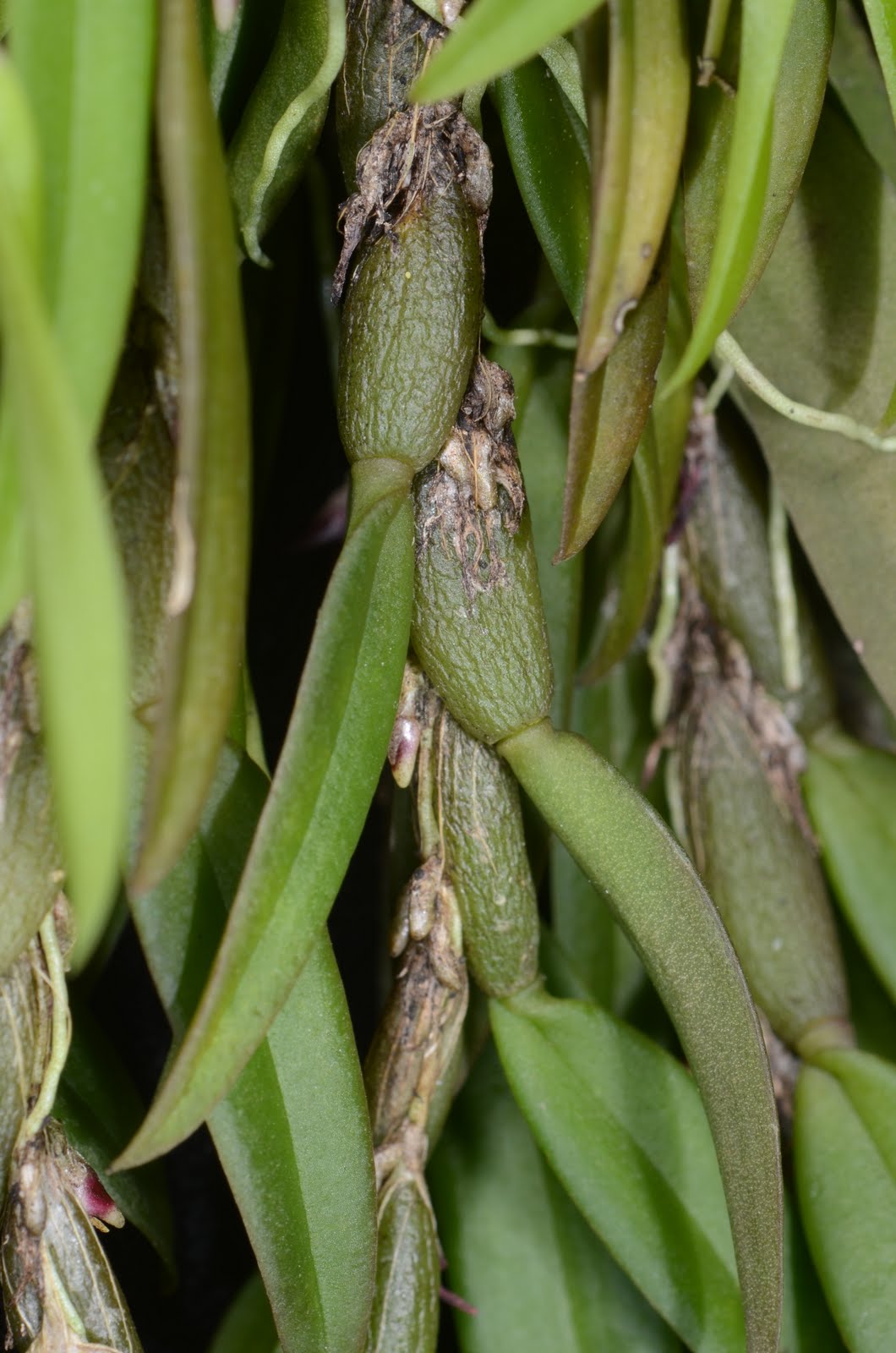 Bulbophyllum verified