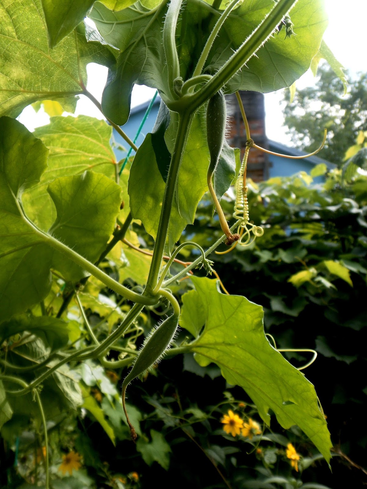 Scirpidiella's Plants: Snake Gourd, Snake Tomato (Trichosanthes anguina)