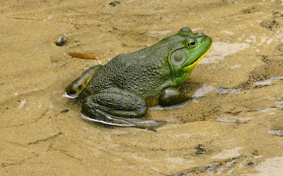 Bullfrog Facts and Latest Photographs | The Wildlife