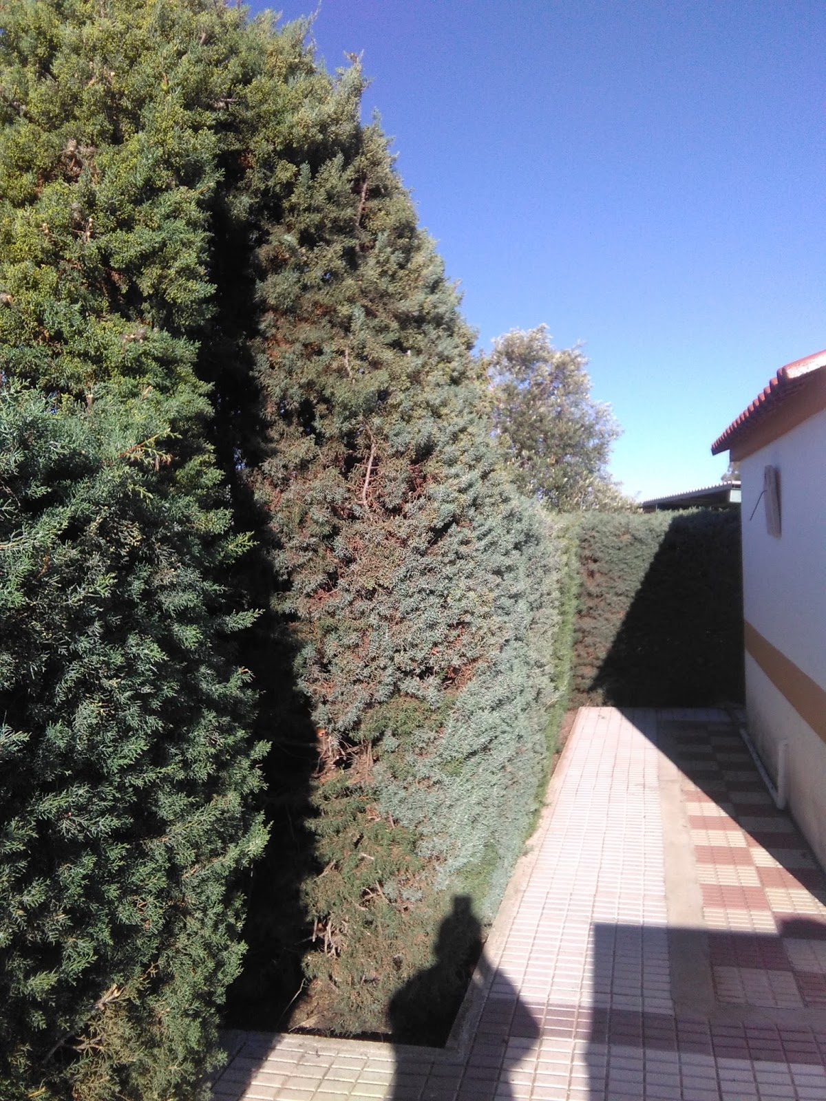 FLORESTREMADURA: Chalet cortar seto cipres ariZonica