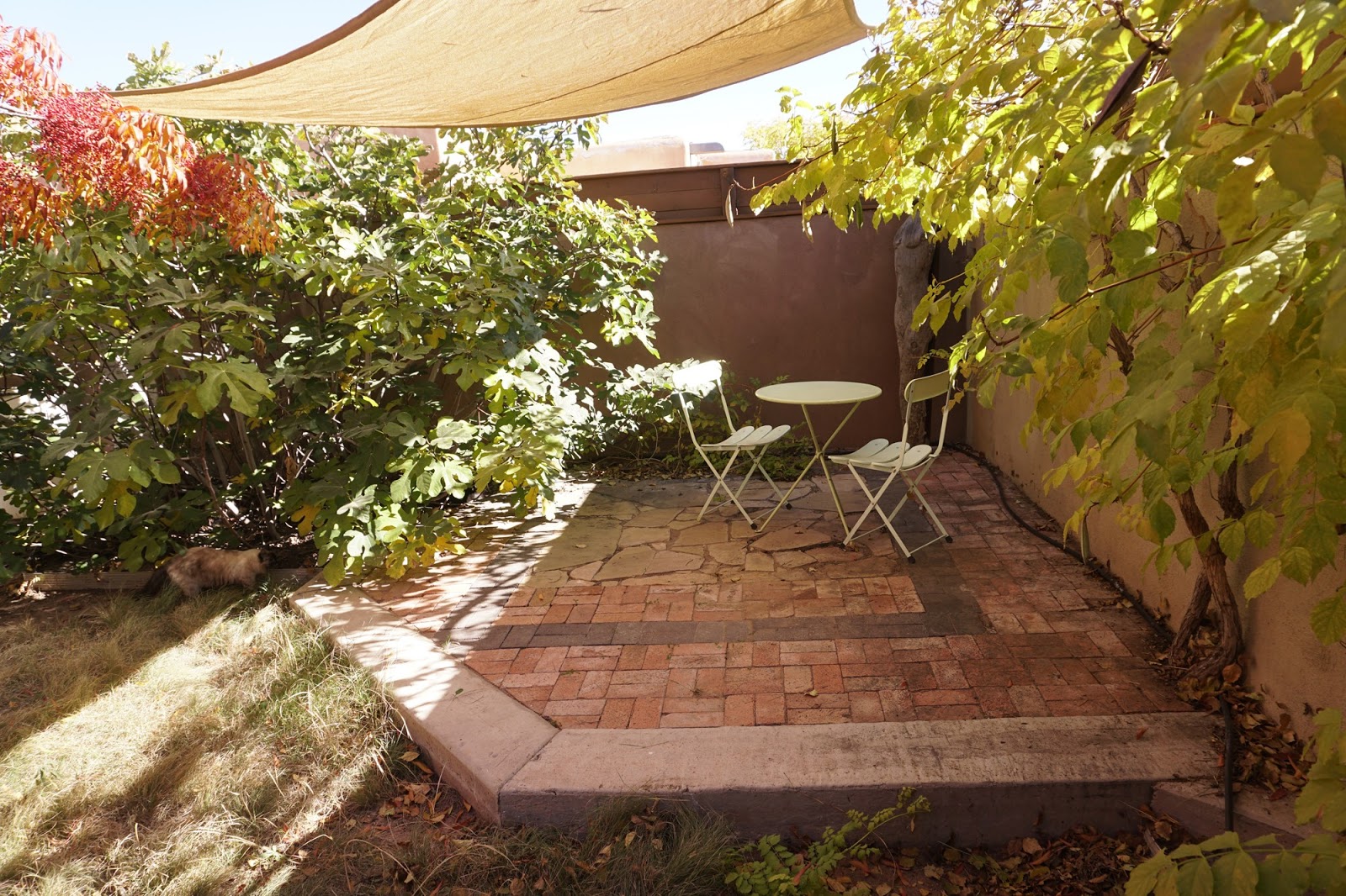 Growing Figs in New Mexico: How to Get Fig Fever