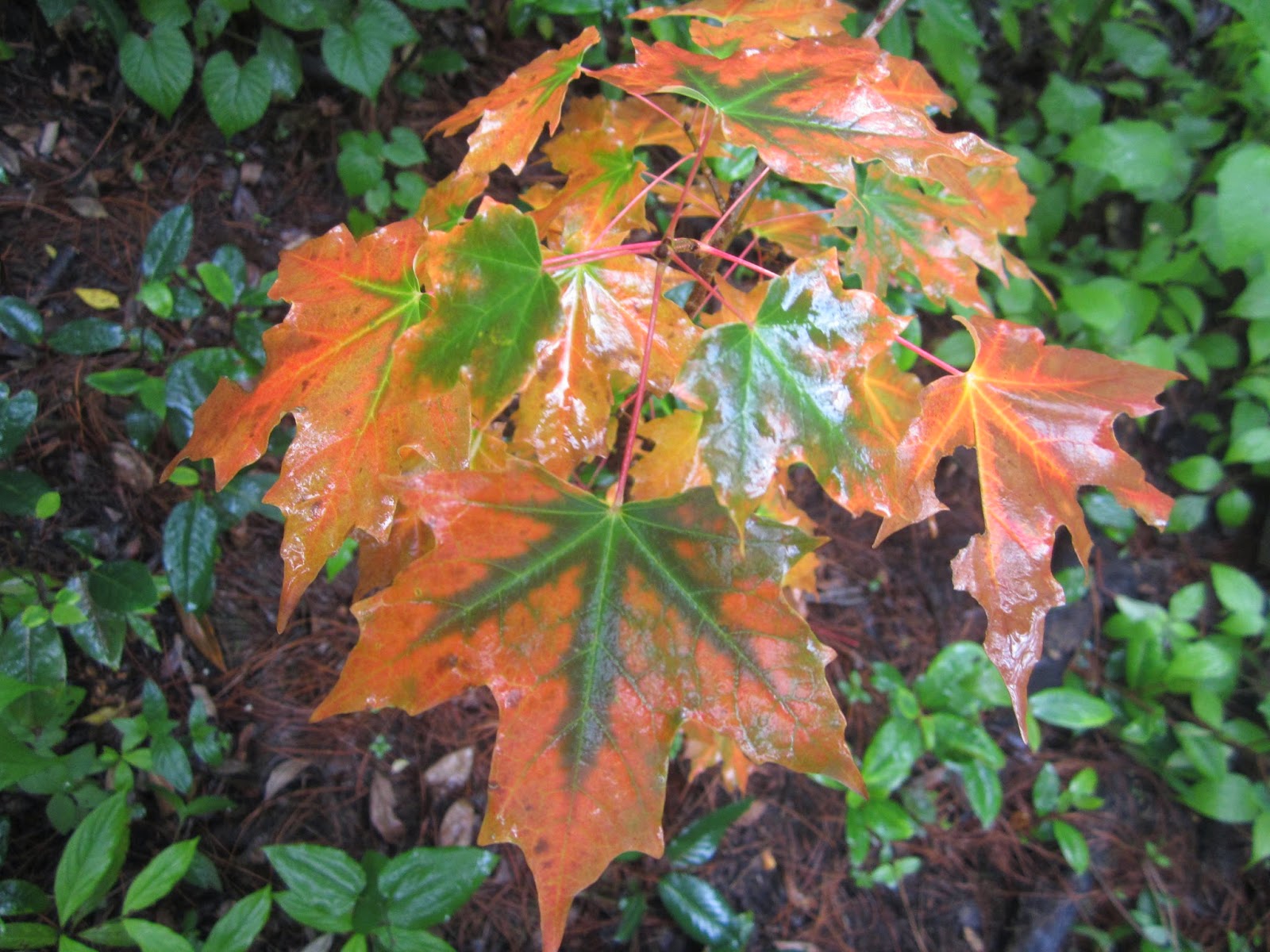 Los árboles: Maple (Arce) Canadiense