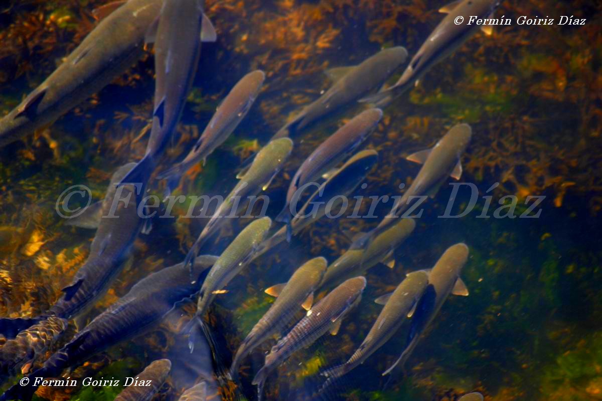 Fermín Goiriz Díaz - Sólo Fotos: Mújoles