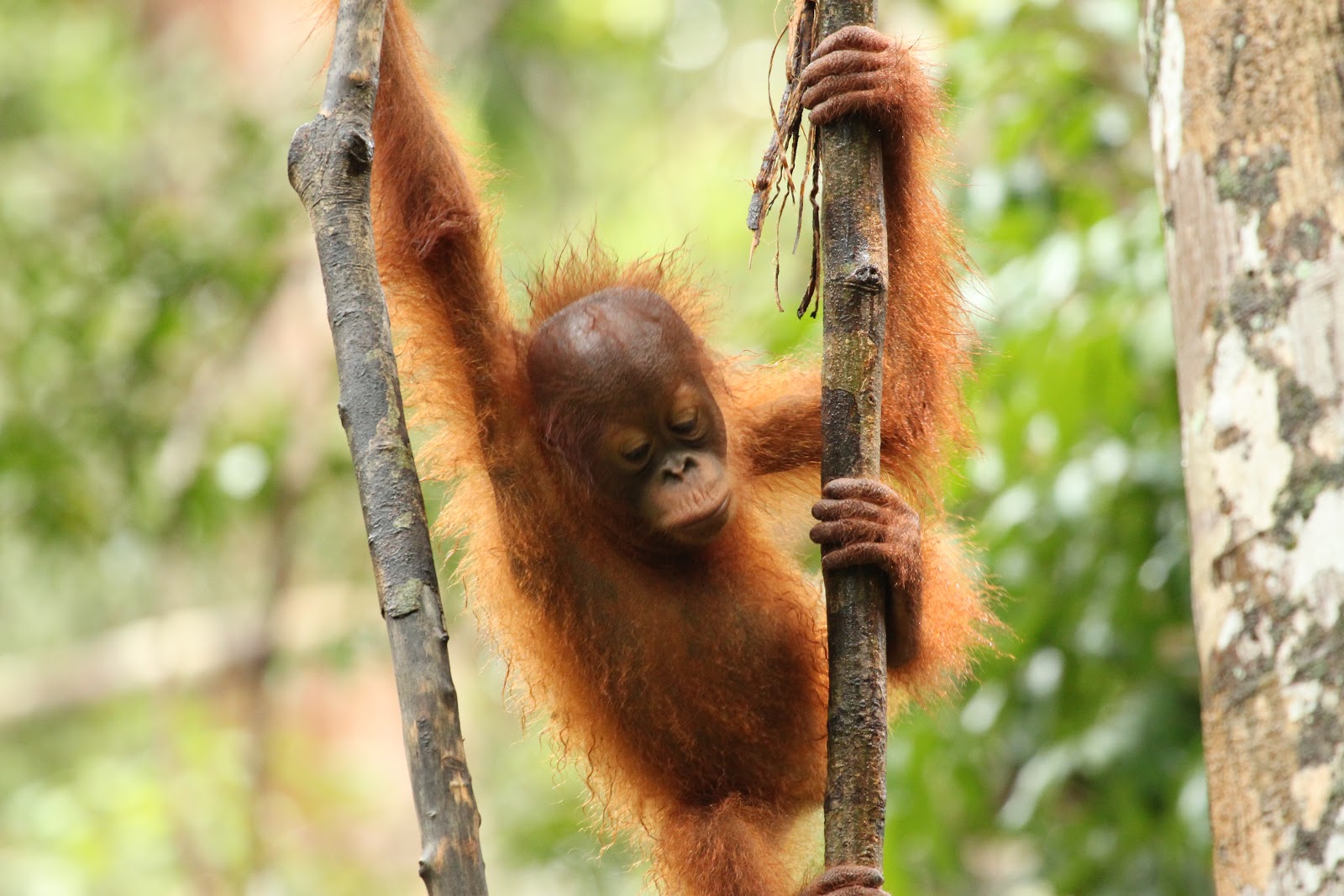 Run Wild Run Free : Great Apes - A Fate of Our Making. BORNEO ...