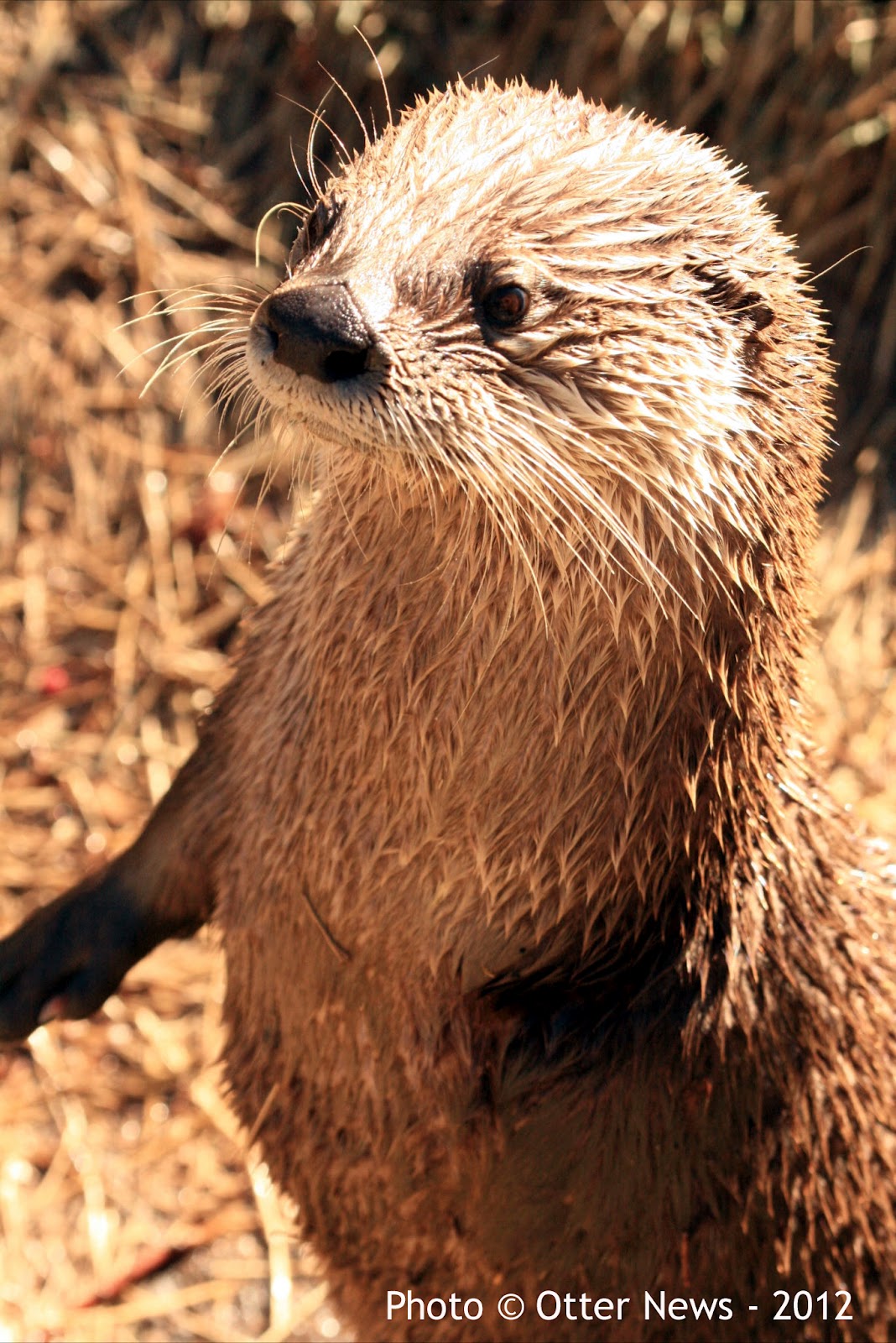 Otter News: North American River otters Swim and Live Happy at The ...
