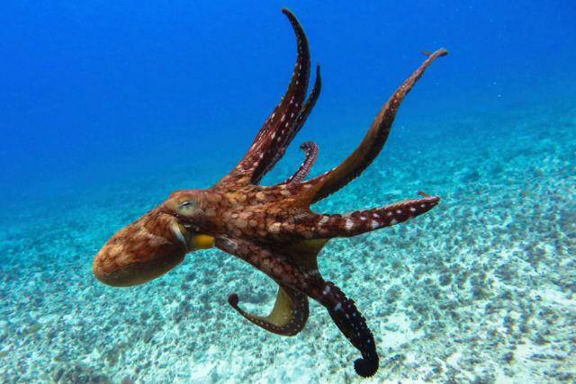 ANIMALEs EN LAs SOMBRAs.: El pulpo "un alien" de la naturaleza.