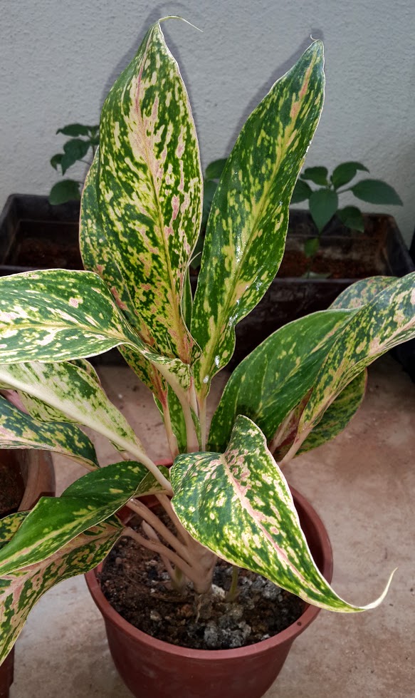 Hiking & Gardening: Pokok Keladi Hiasan Cantik Namun Beracun