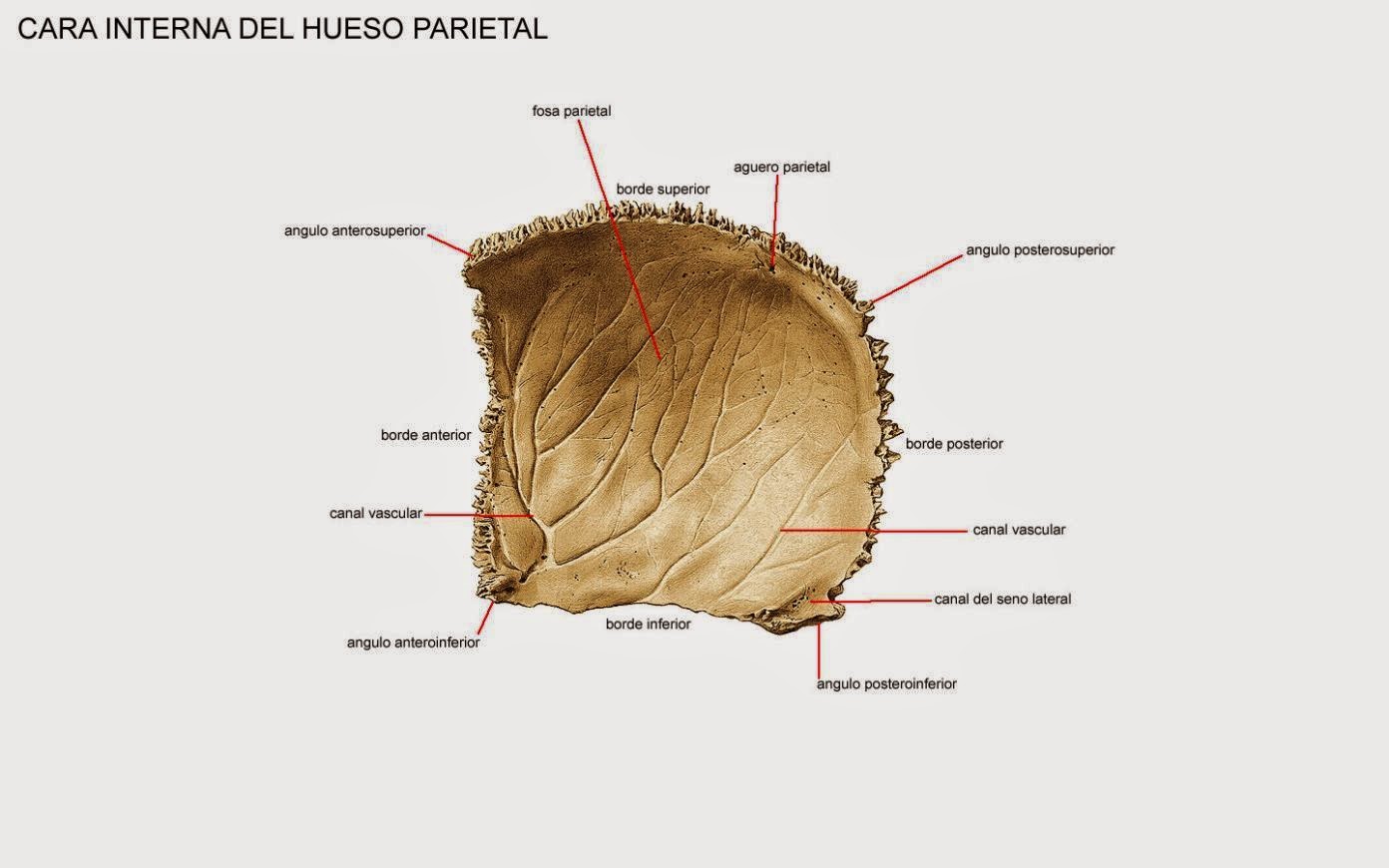 Morfofunción: Cabeza y cuello: Parietal