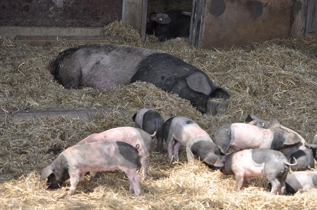 ZOOTOGRAFIANDO (6.100 ANIMALS): CERDO DOMÉSTICO / PIG (Sus scrofa ...