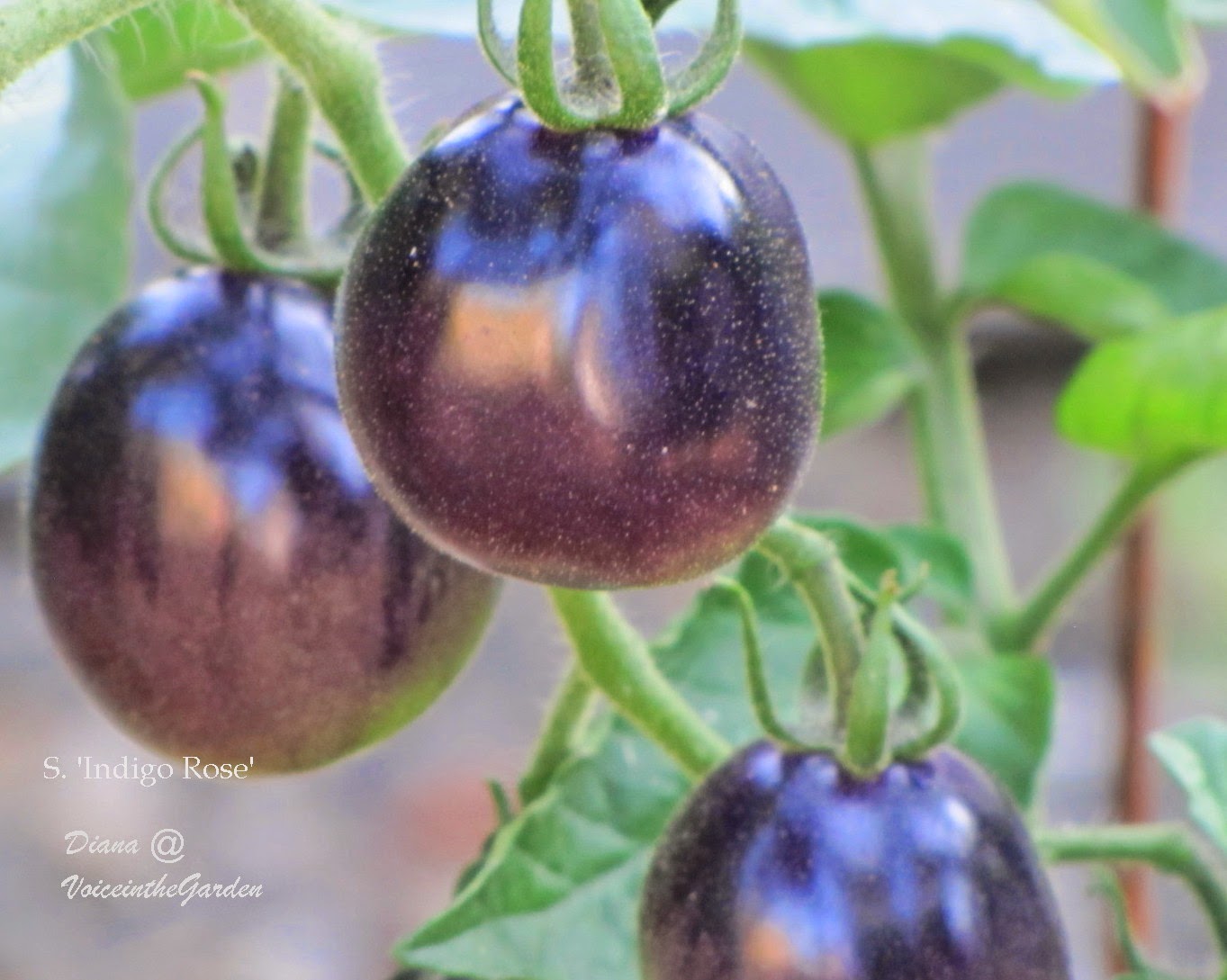 Voice In The Garden: Fruits From The Garden