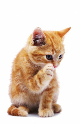 Photo de chat: Photo d'un petit chaton roux tout mignon