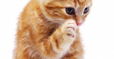 Photo de chat: Photo d'un petit chaton roux tout mignon