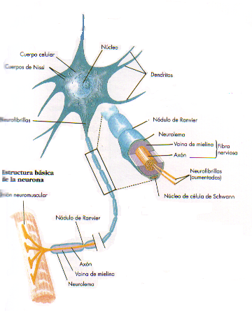 EDUCACIÓN AMBIENTAL Y CIENCIAS NATURALES: LAS NEURONAS Y EL IMPULSO ...